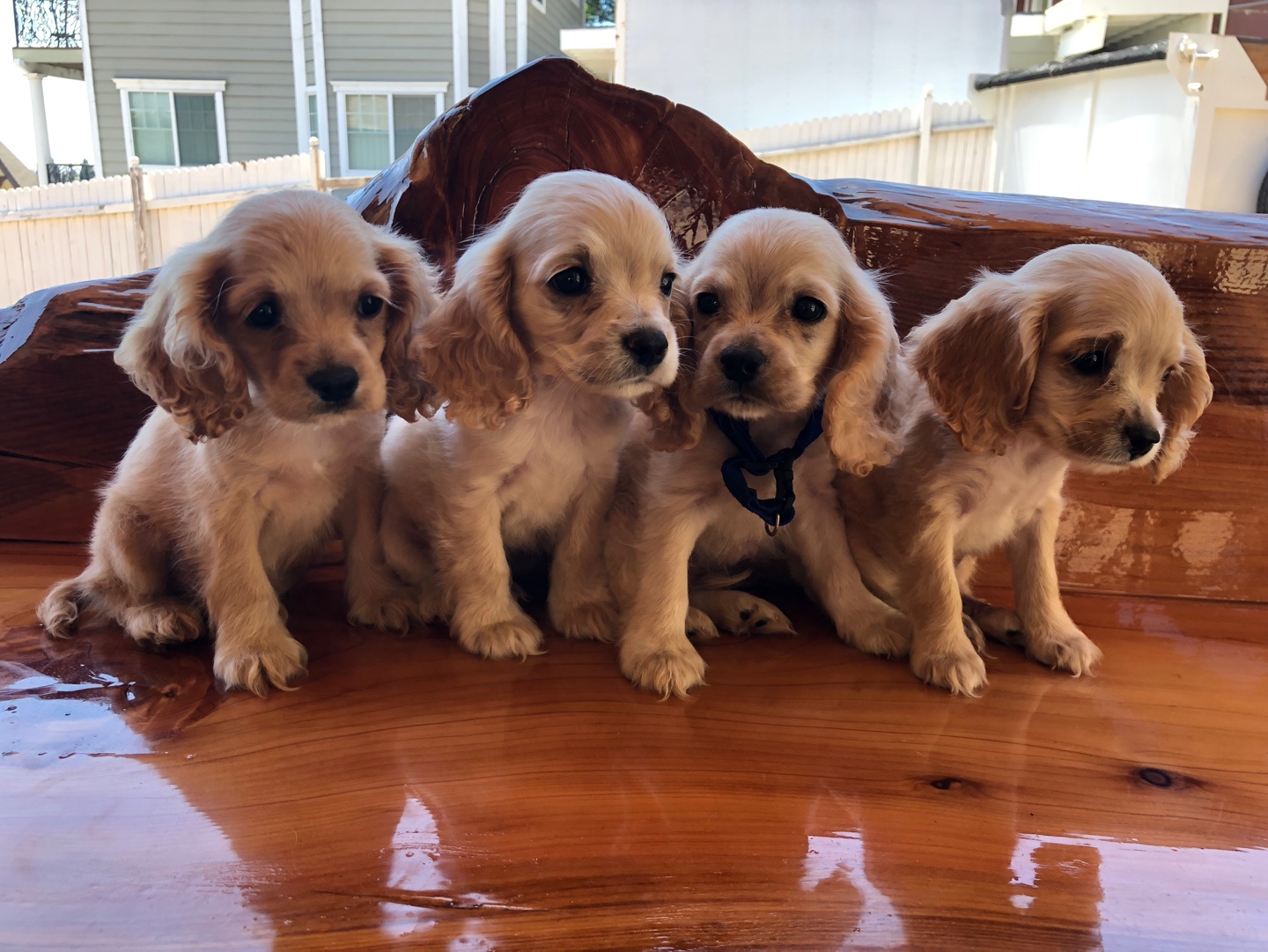 Cocker spaniel puppies