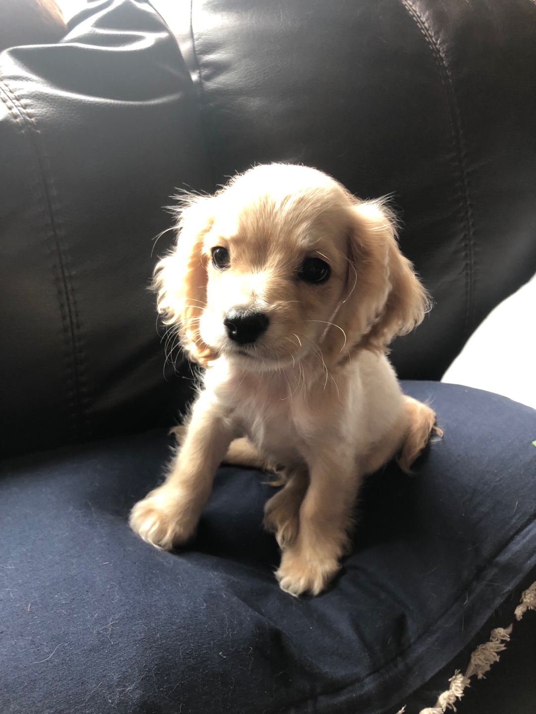 Cocker spaniel puppies