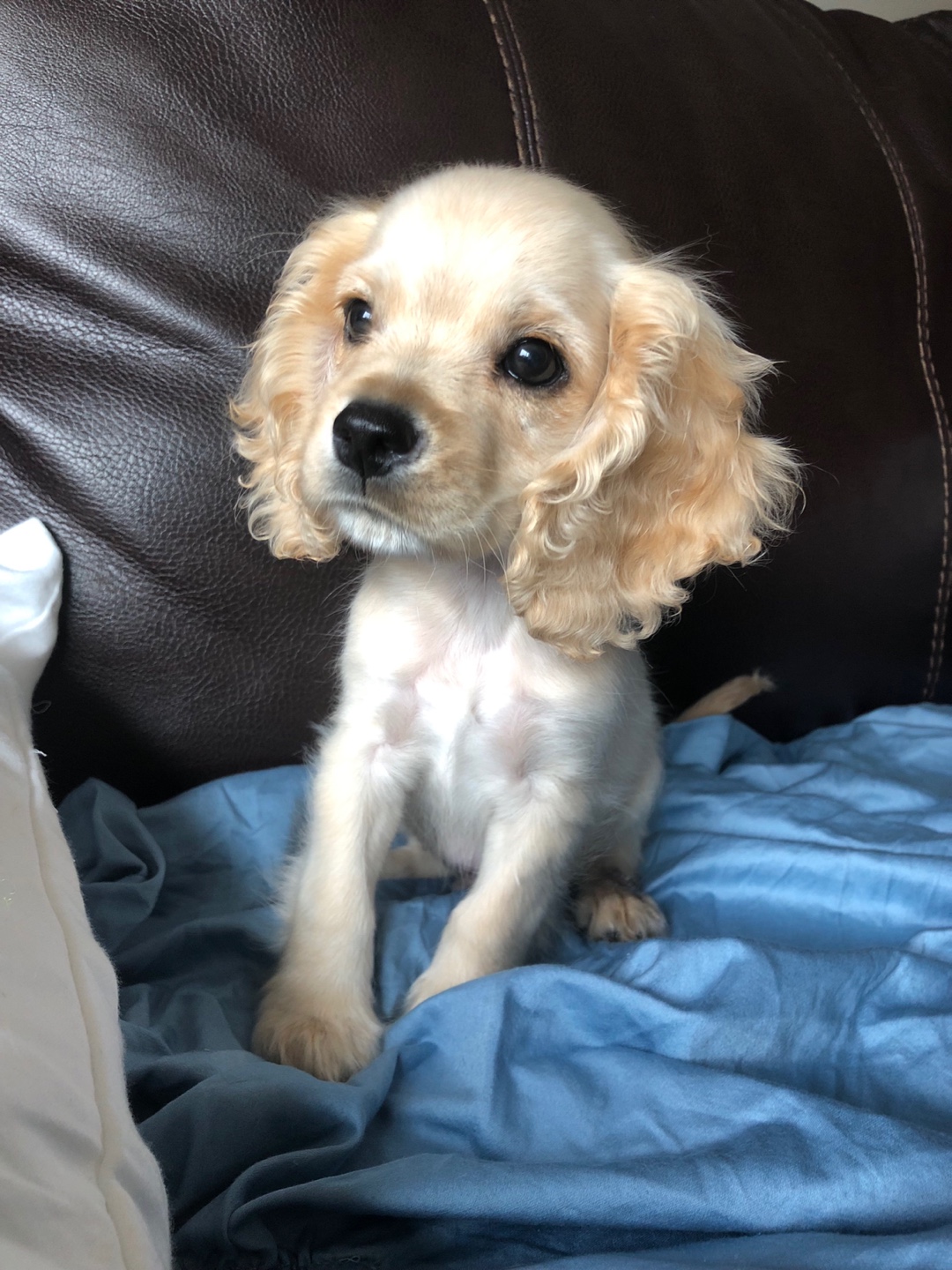 Cocker spaniel puppies
