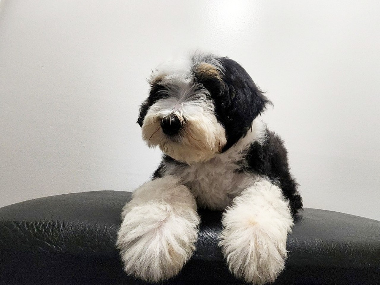 Mini Aussiedoodle puppy 미니 오시두들 분양