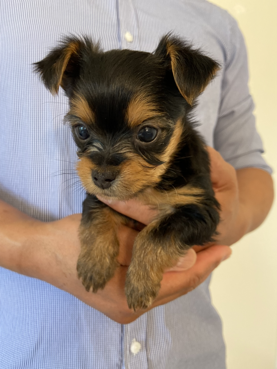 Morkie/Yorktese Puppies